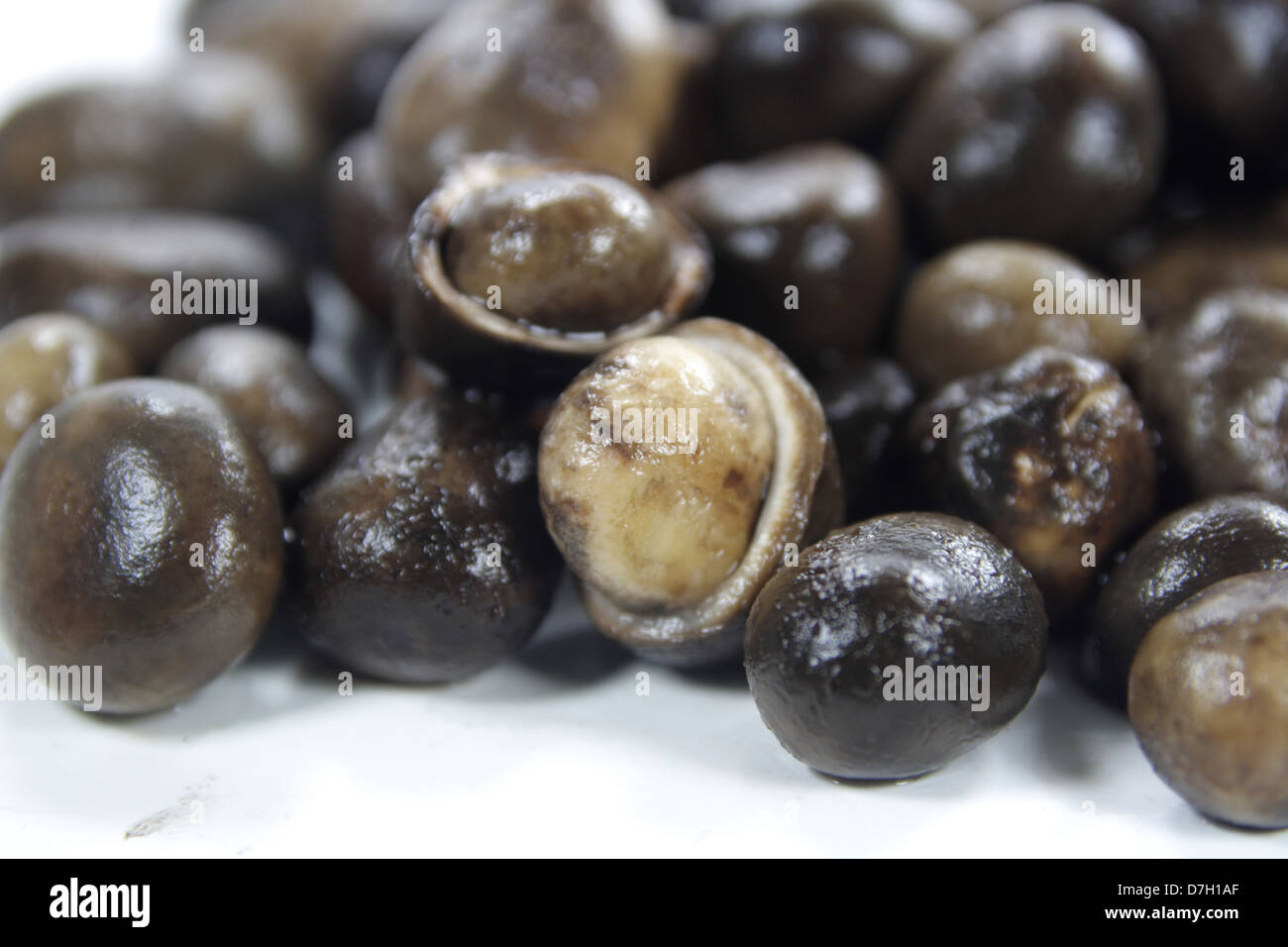 The Barometer Earthstar High Resolution Stock Photography and Images ...