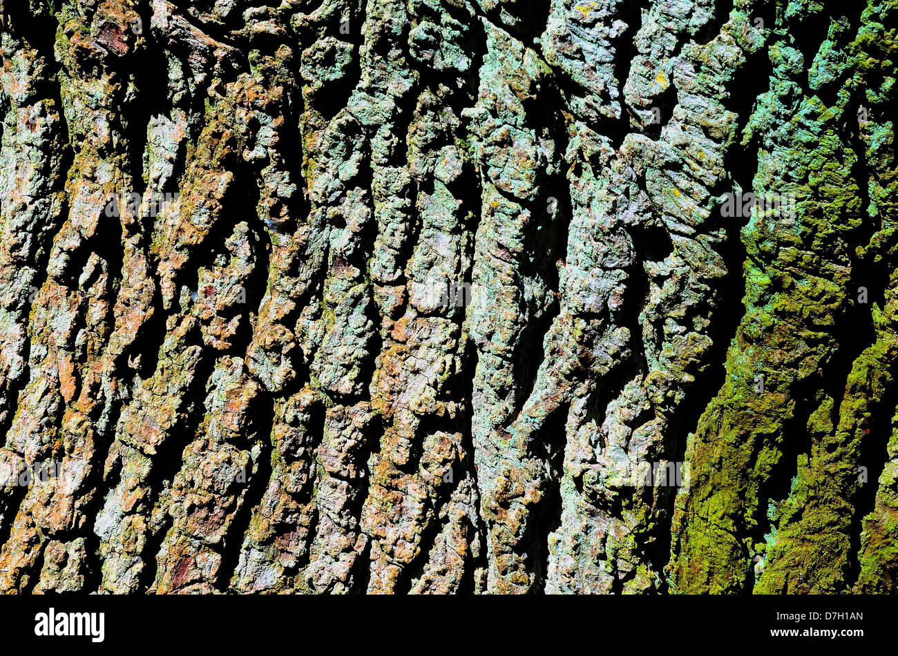 British oak tree hi-res stock photography and images - Alamy