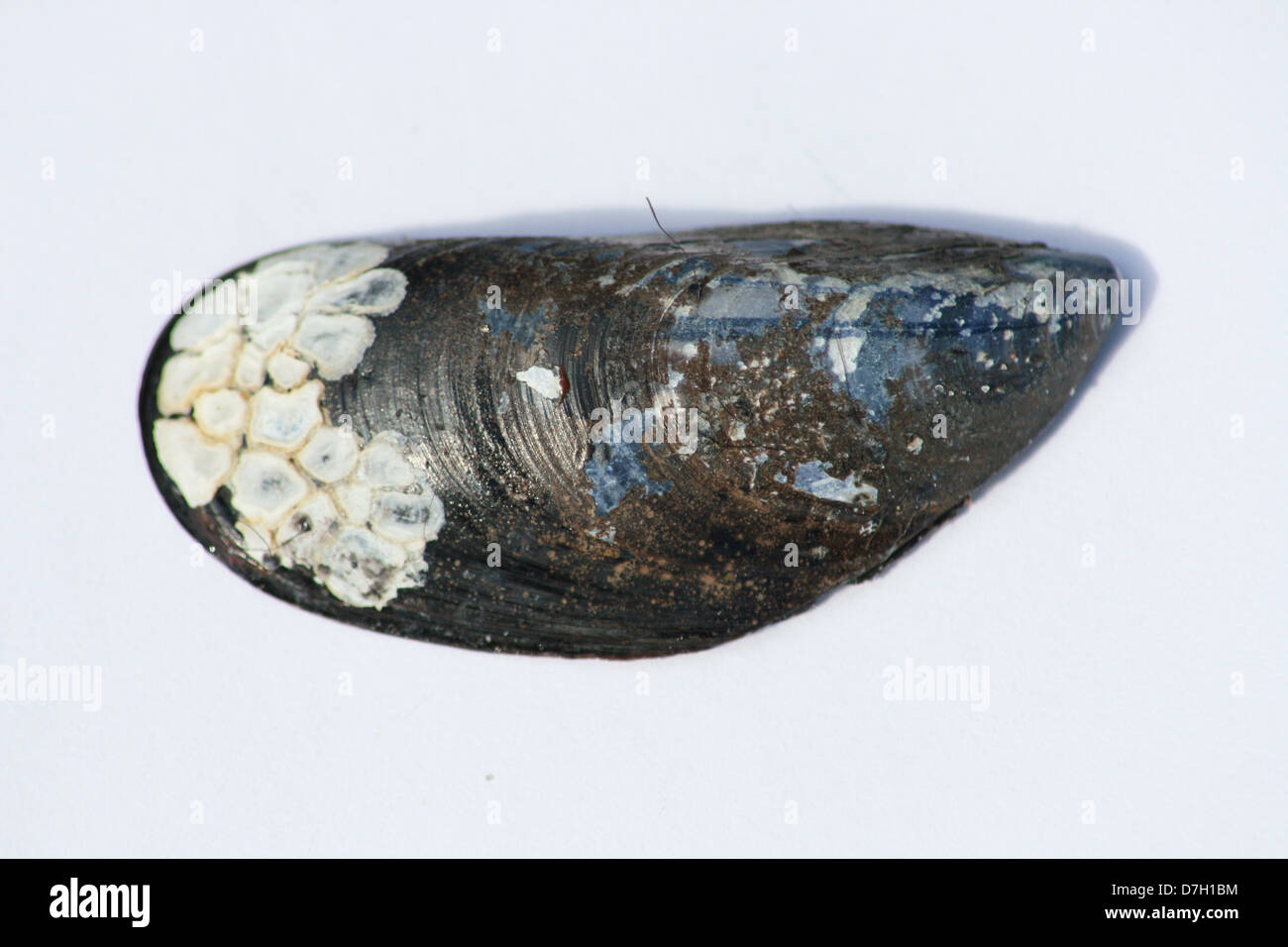 Clam shell bowl hi-res stock photography and images - Alamy