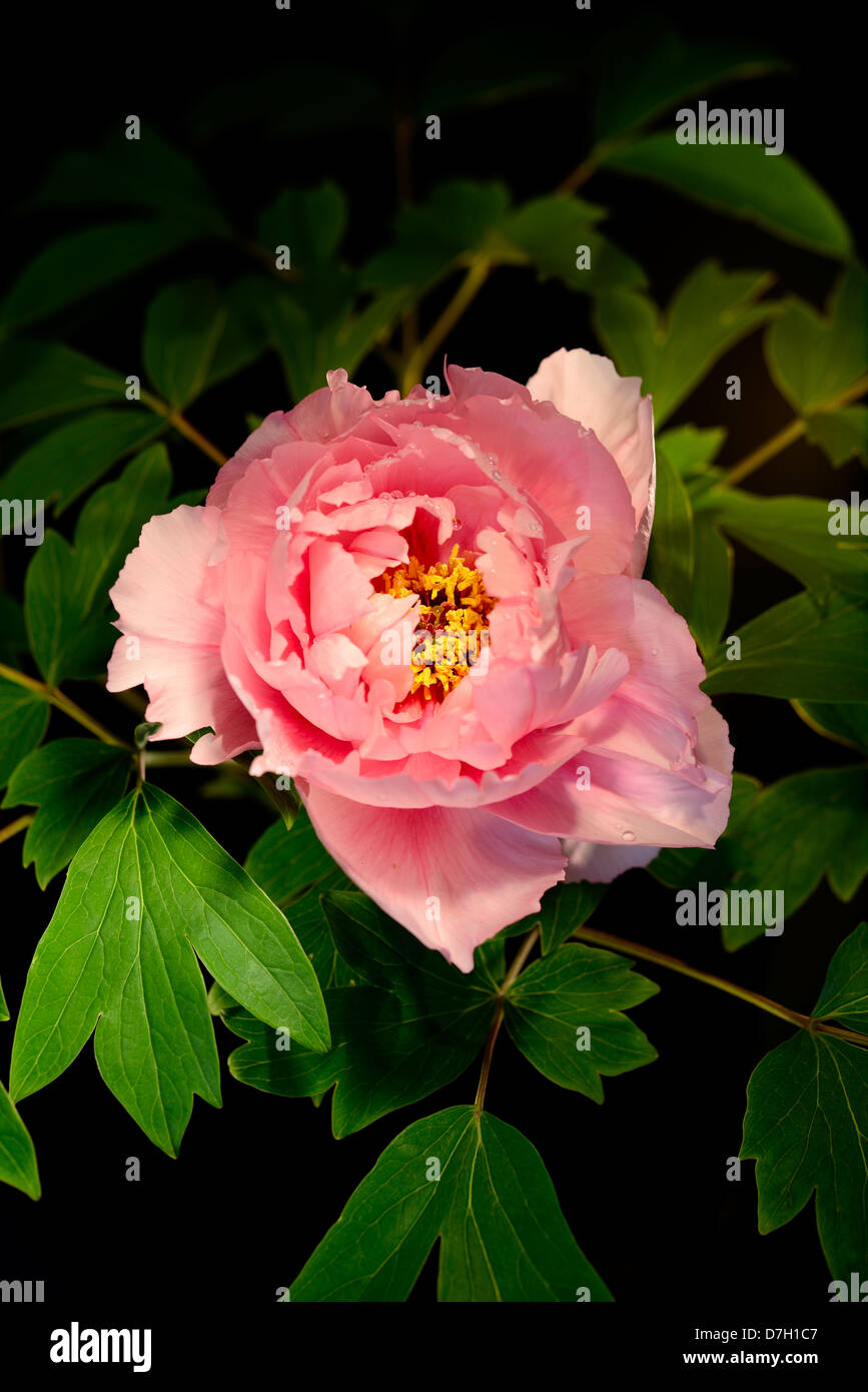 A beautiful pink peony on a green background Stock Photo - Alamy
