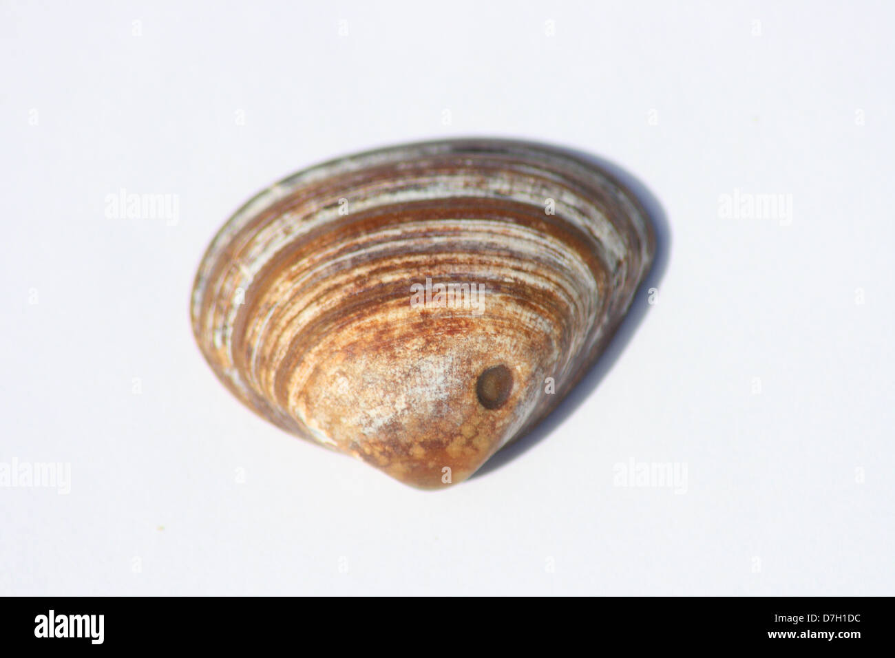 Shell of animal hi-res stock photography and images - Alamy