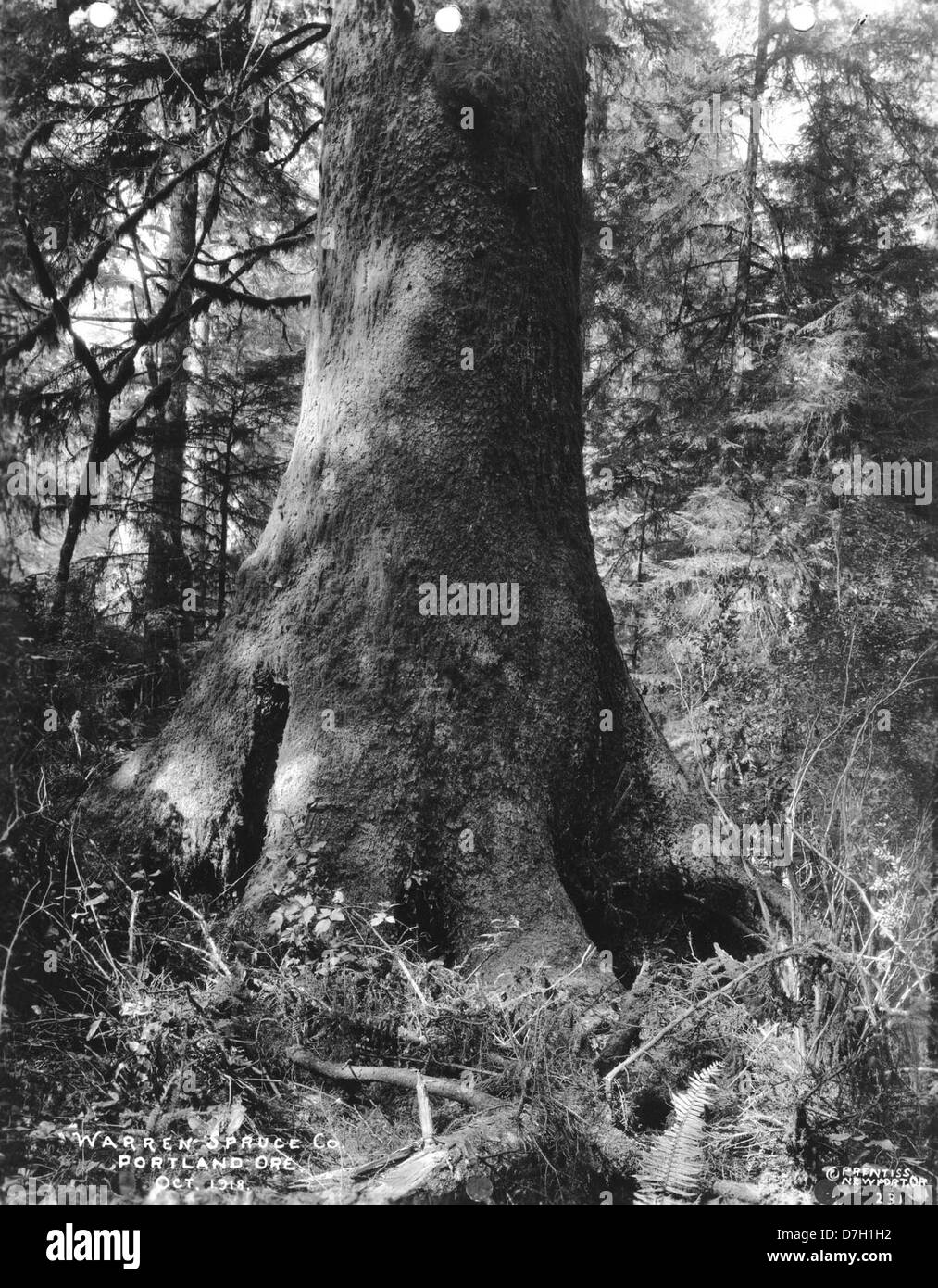 This photograph taken in the 1910s shows the base of a large spruce ...