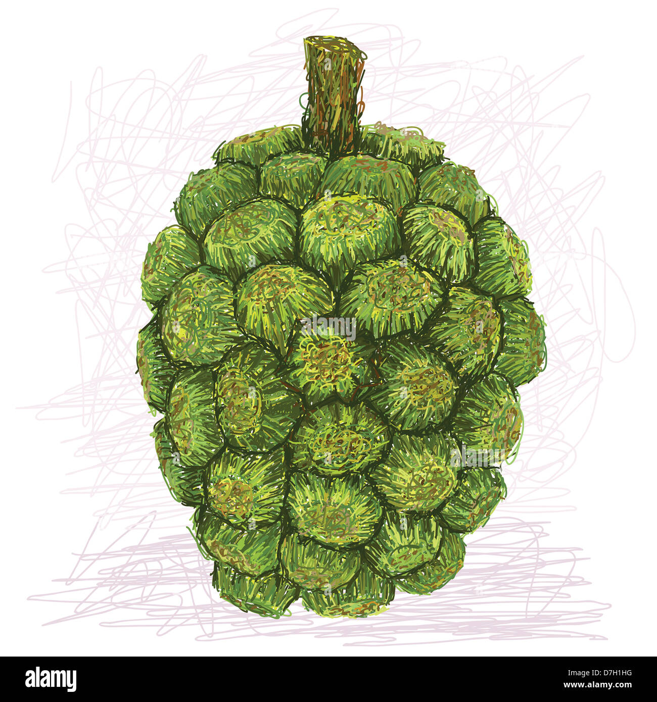 Pandanus seed pods hi-res stock photography and images - Alamy