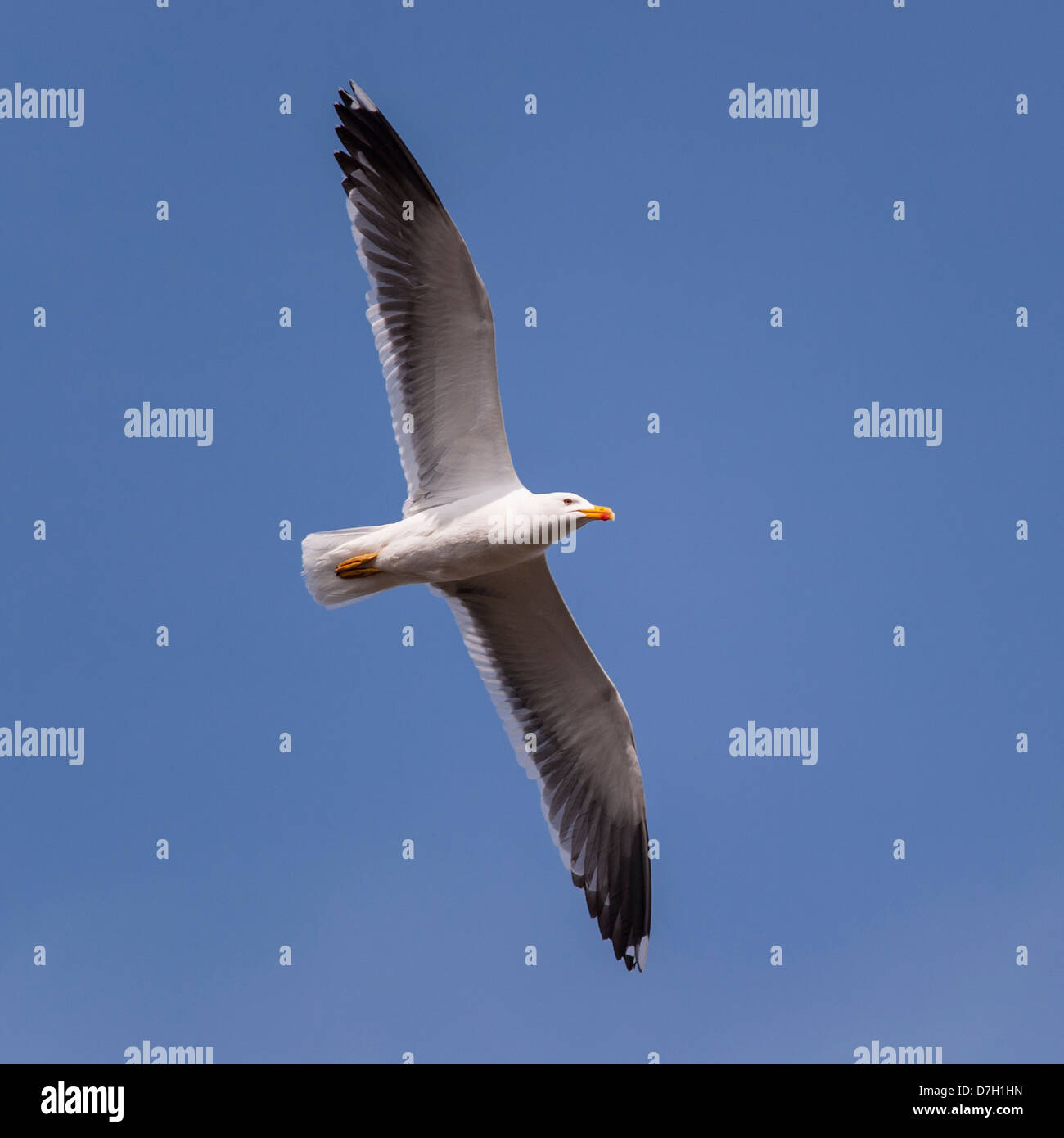 Great Black Backed Gull Flight Uk Stock Photos & Great Black Backed ...