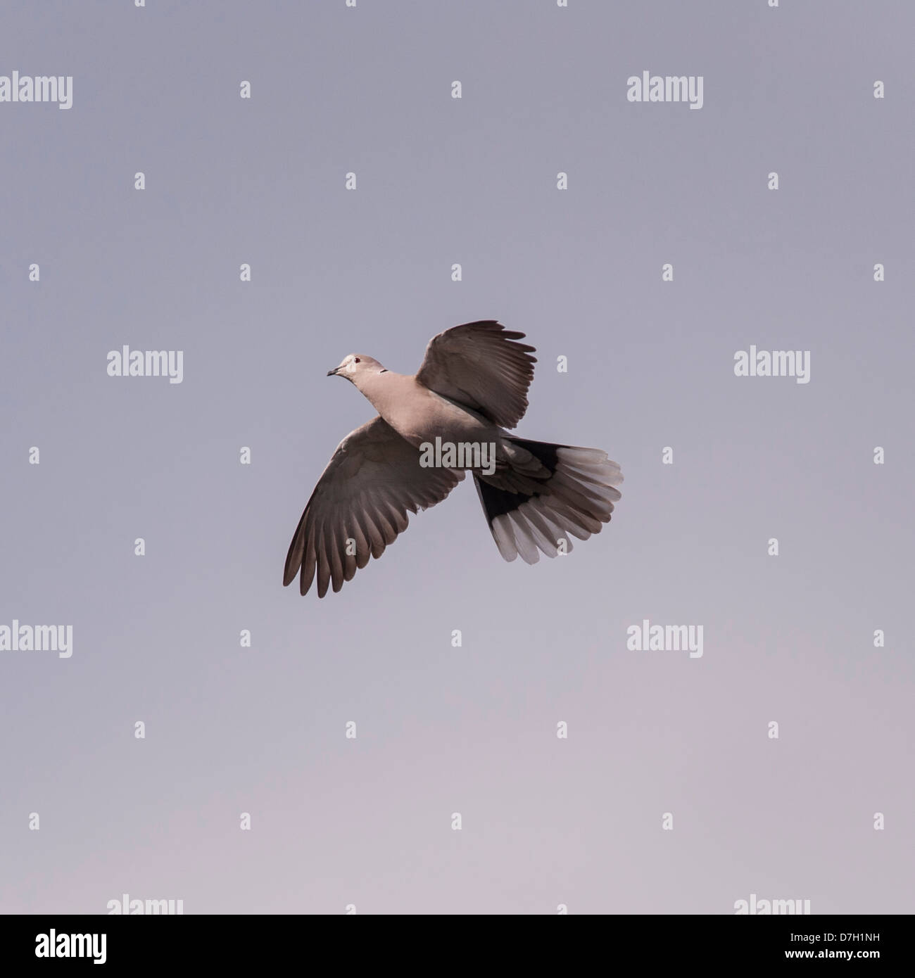 A collared dove flying hi-res stock photography and images - Alamy