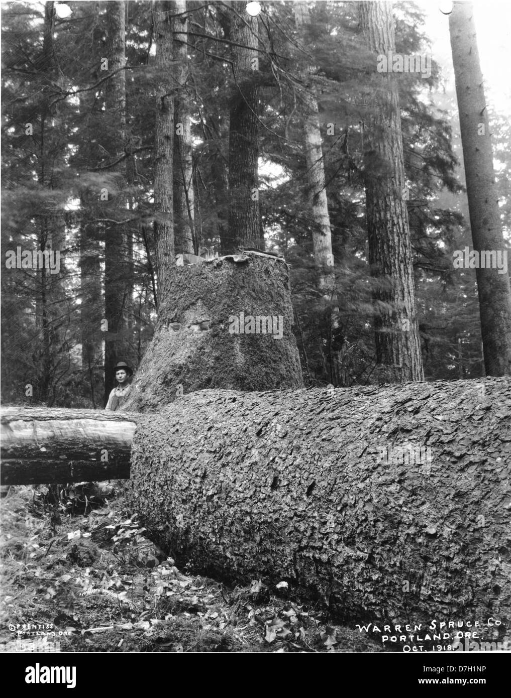 A historical image of a felled spruce tree on the Oregon coast ...
