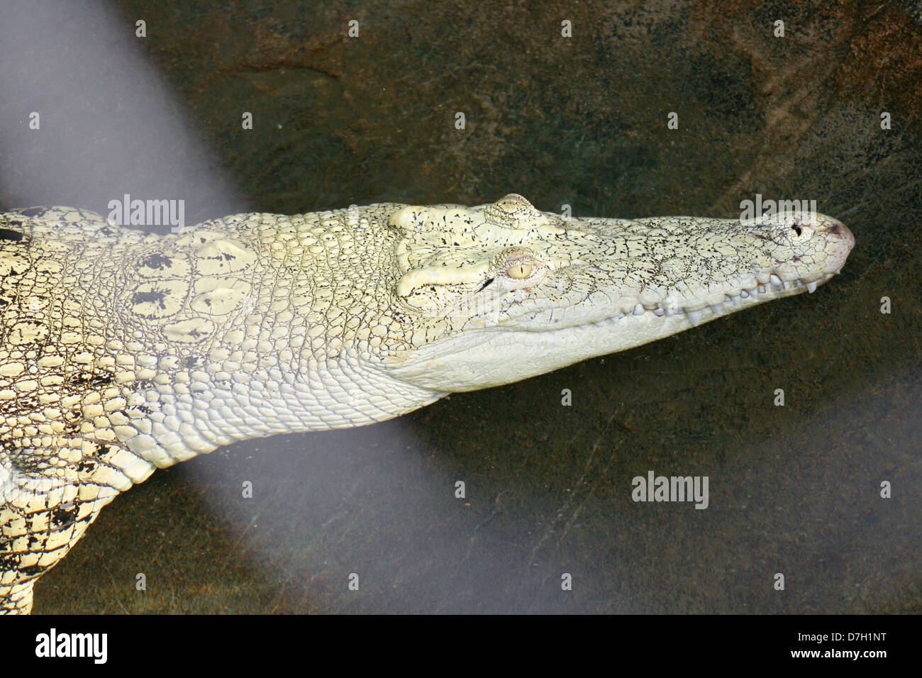 Crocodile view hi-res stock photography and images - Alamy