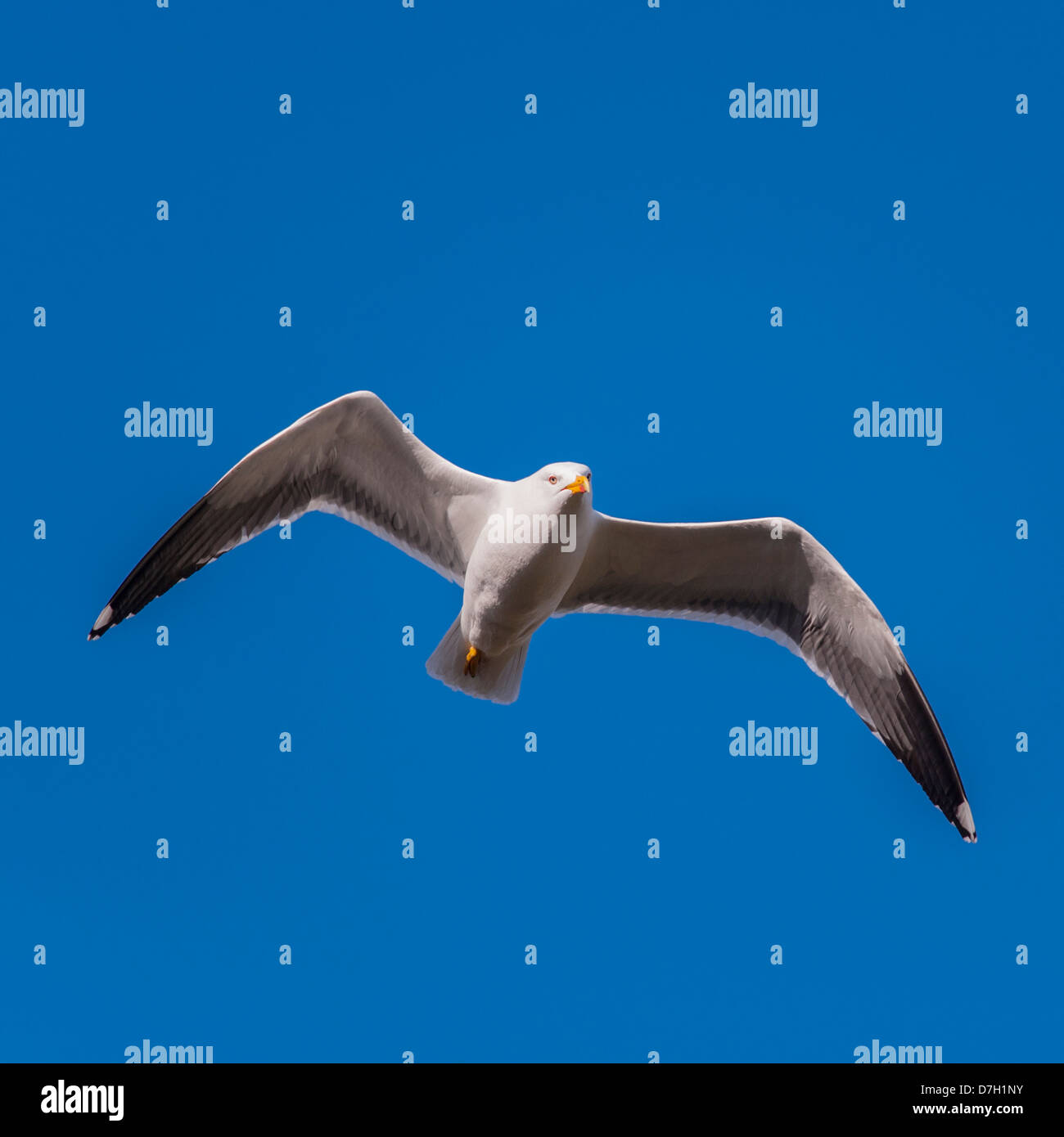 A Lesser black-backed gull (Larus fuscus) in flight in the Uk Stock ...