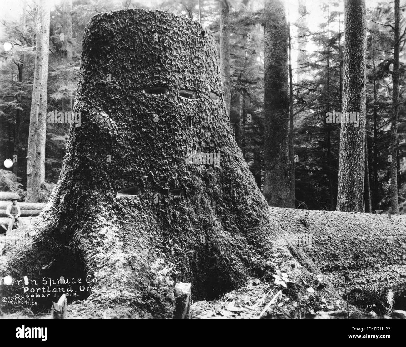 A photograph from the 1910s shows a large spruce stump with distinct ...