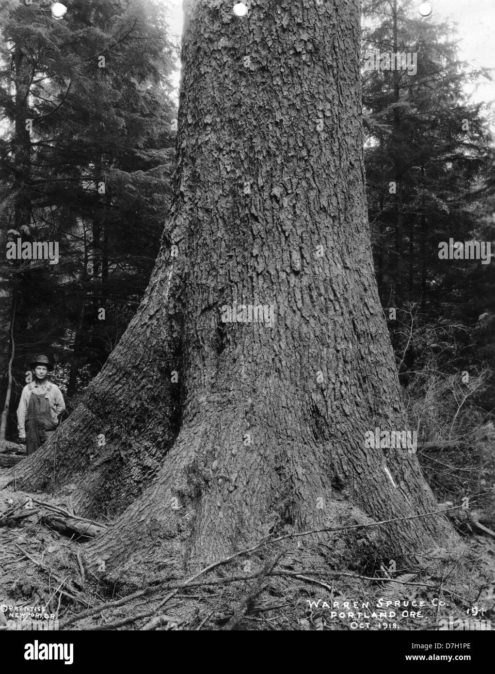 Spruce production division Black and White Stock Photos & Images - Alamy