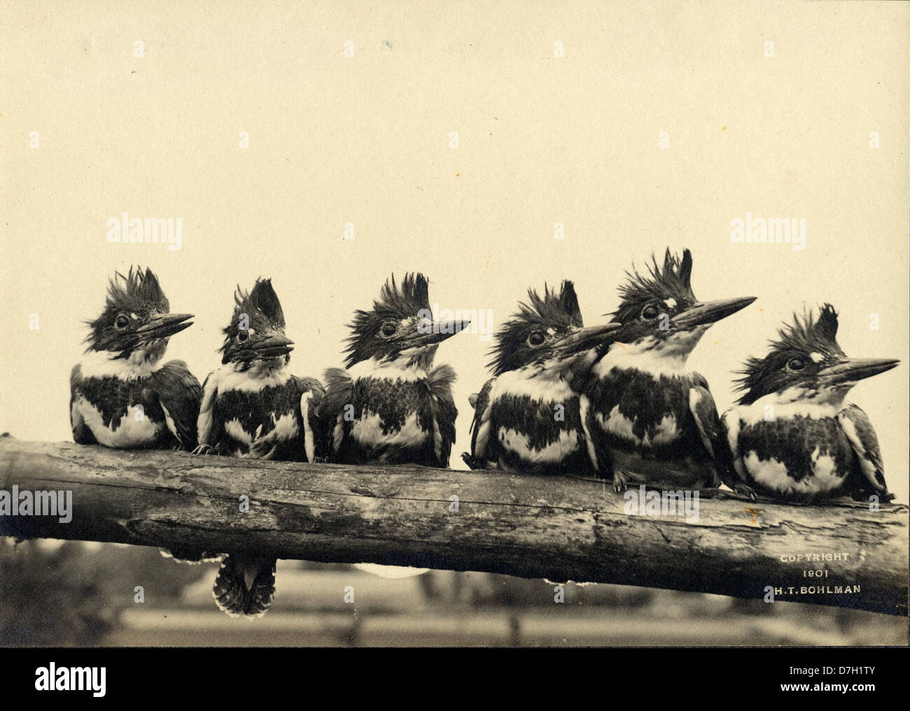 This image features six belted kingfishers (Ceryle alcyon), a species ...
