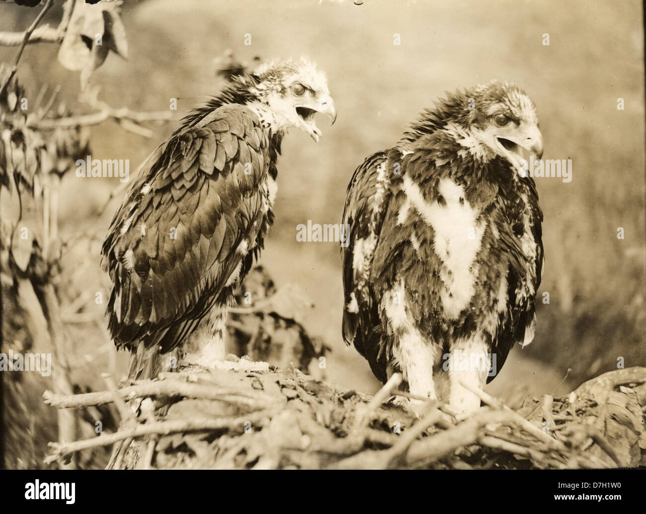 This image shows royal eagle twins at 55 days old. Captured by the ...