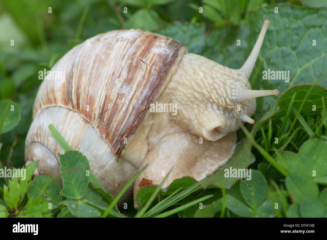 snail (Helix pomatia Stock Photo - Alamy