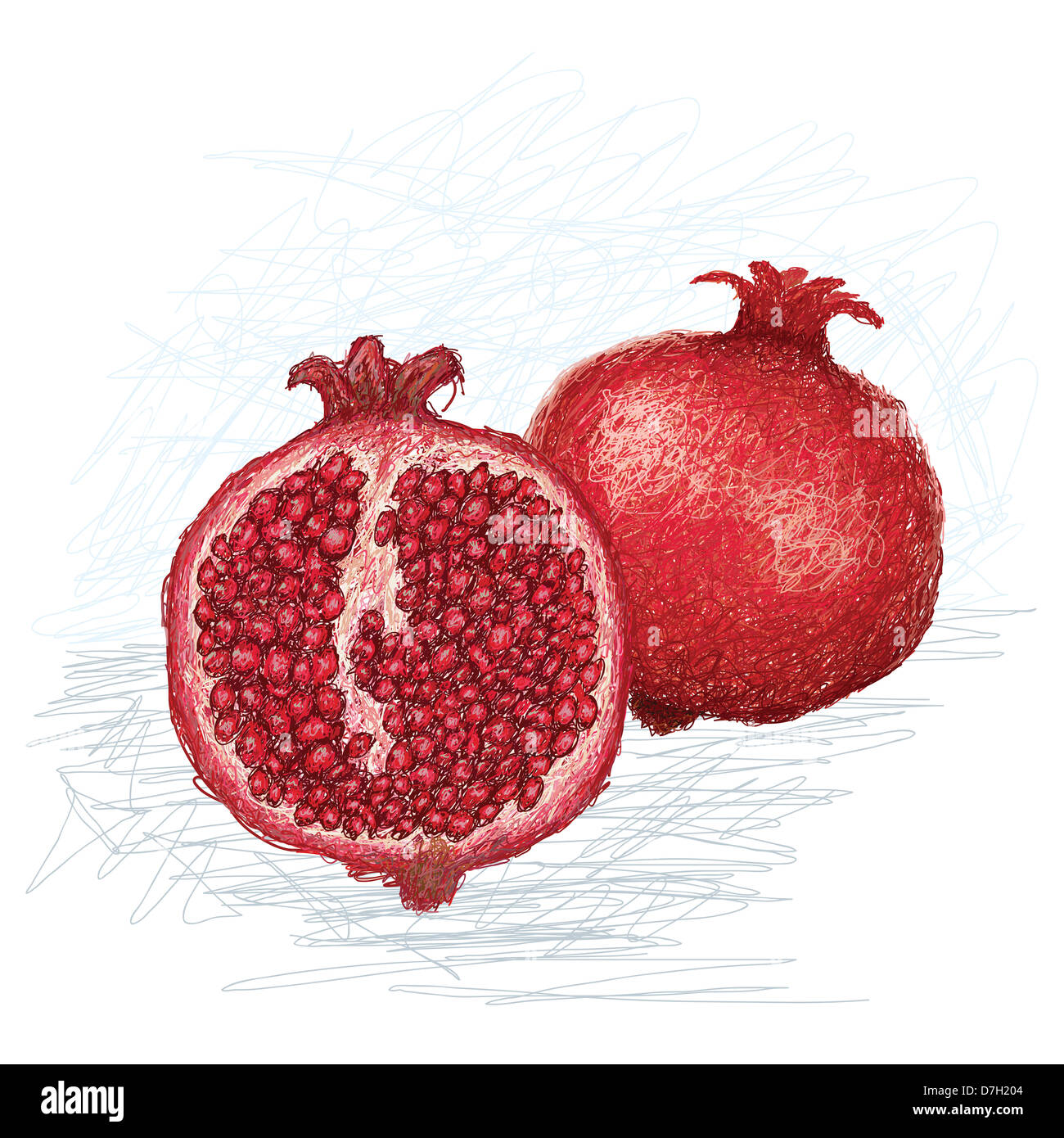 closeup illustration of ripe whole and cross section of pomegranate ...