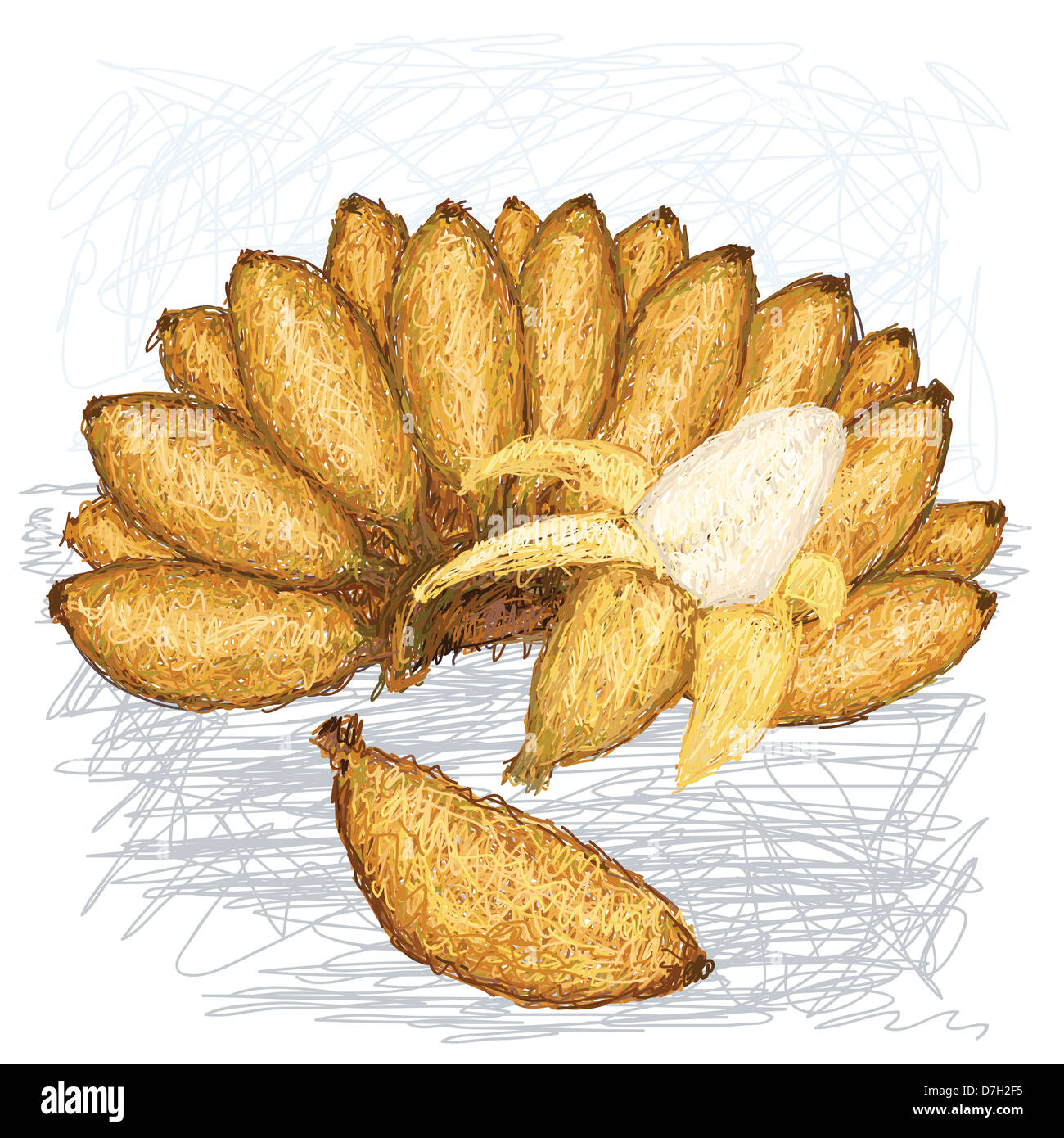 illustration of bunch, peeled and single small bananas with scientific ...