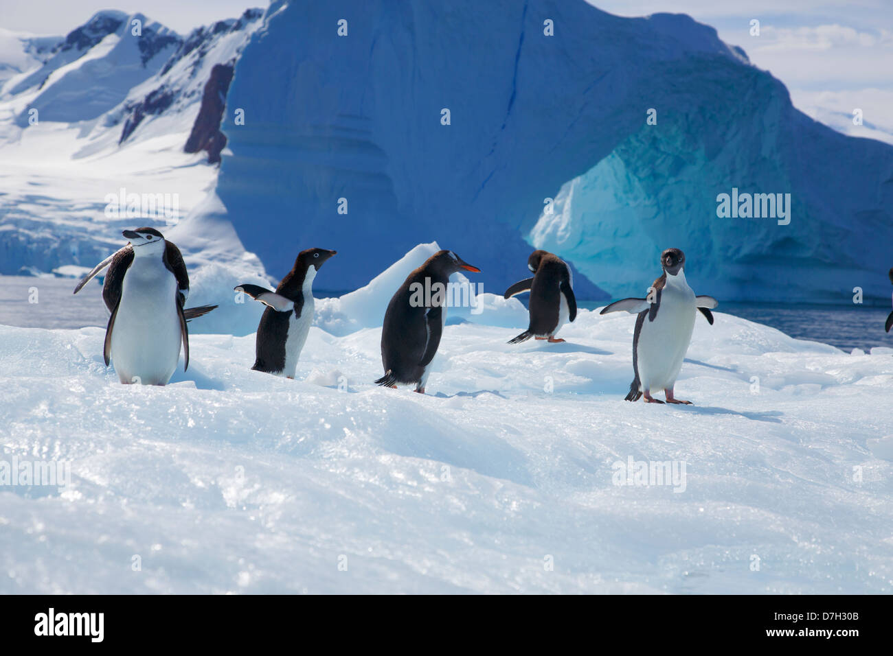 Three gentoo penguins pygoscelis papua hi-res stock photography and ...