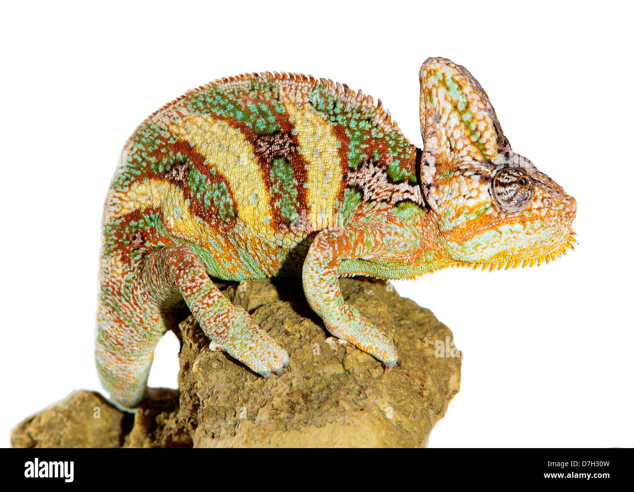 yemen chameleon in a host of artificial white background Stock Photo ...