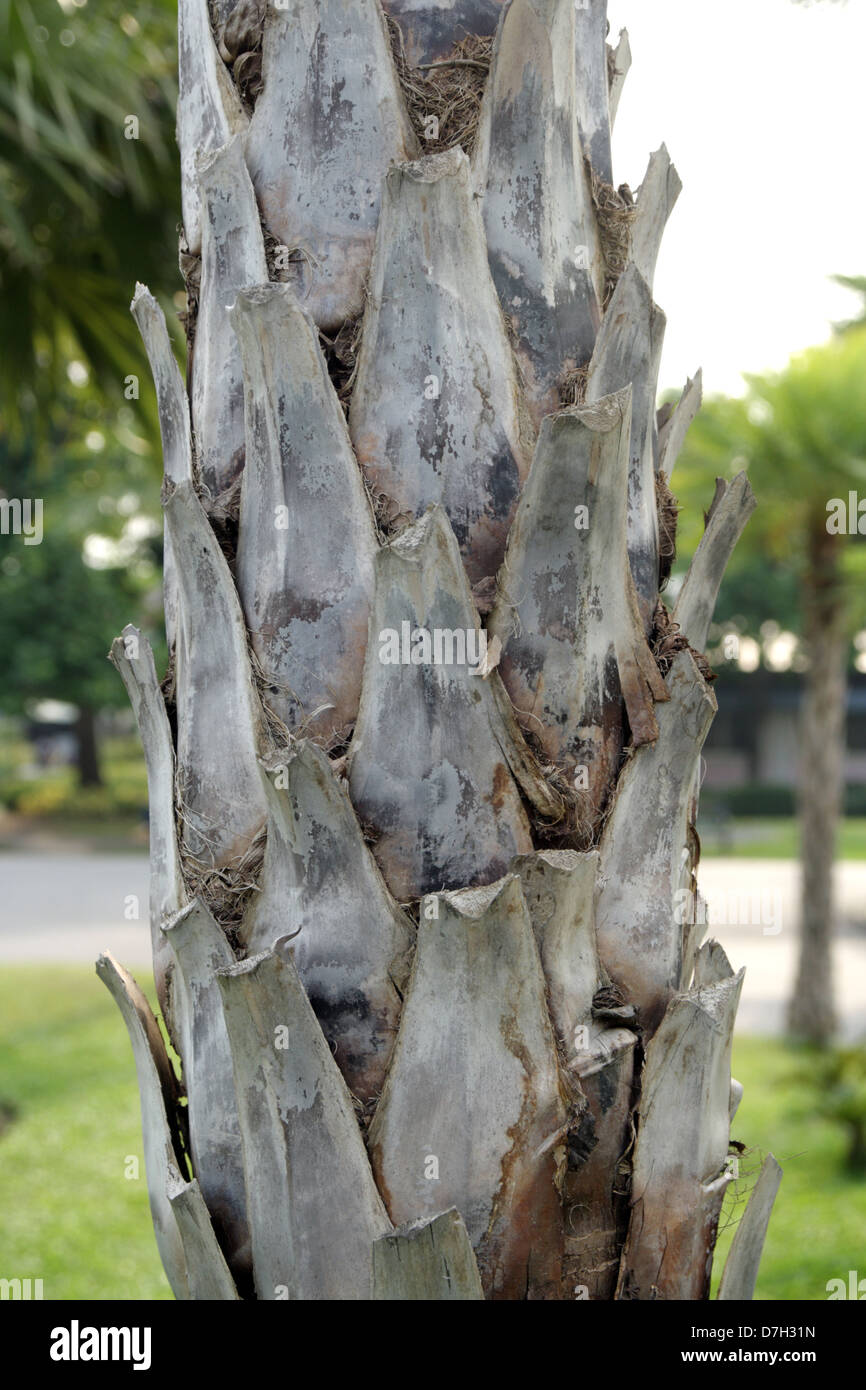 Details of palm tree Stock Photo - Alamy