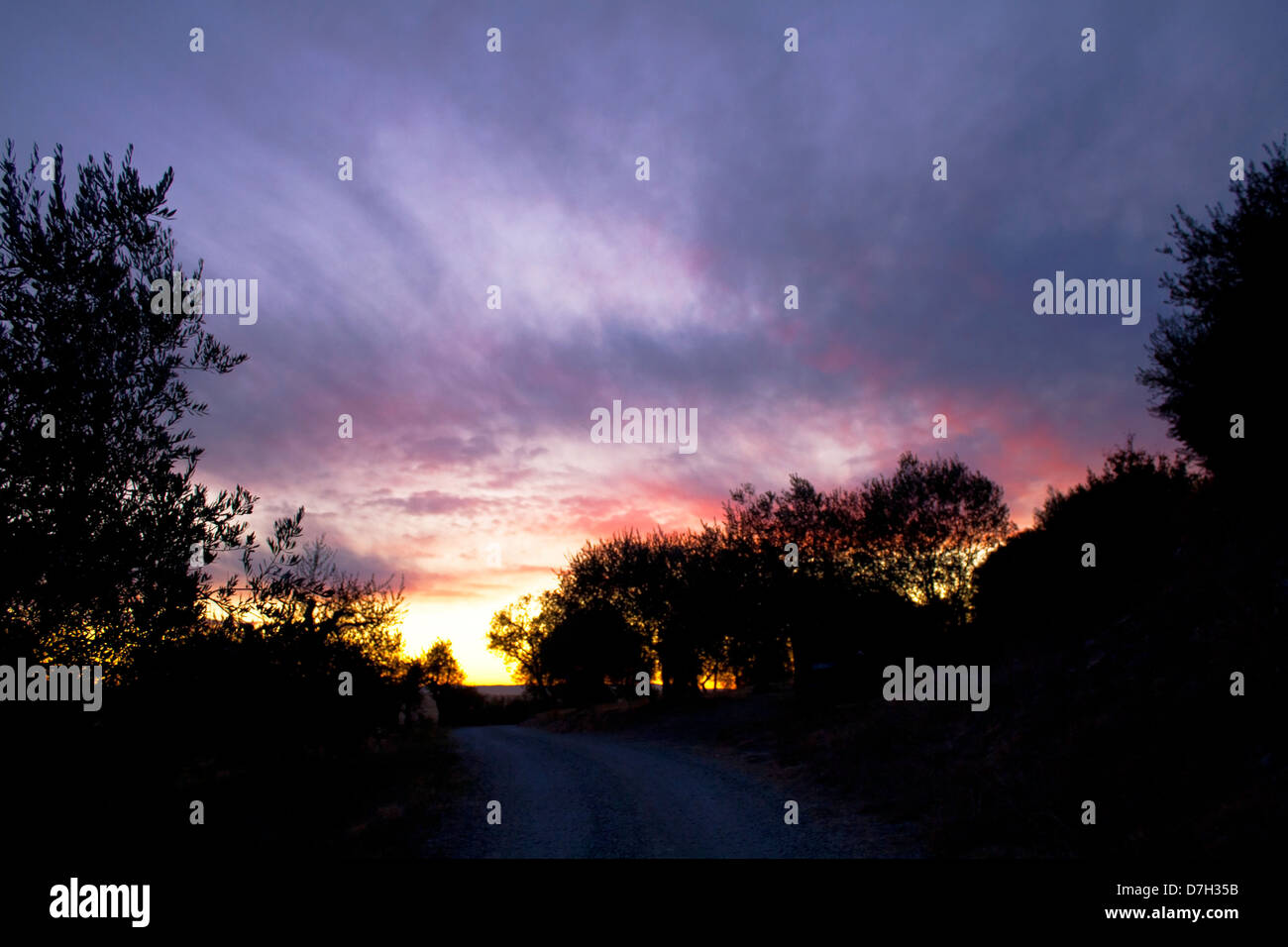 Olive Tree Sunset Stock Photo - Alamy