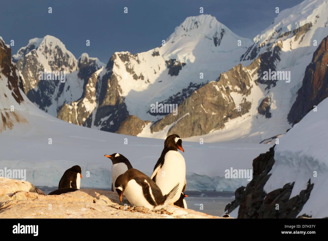 Booth island antarctica hi-res stock photography and images - Alamy