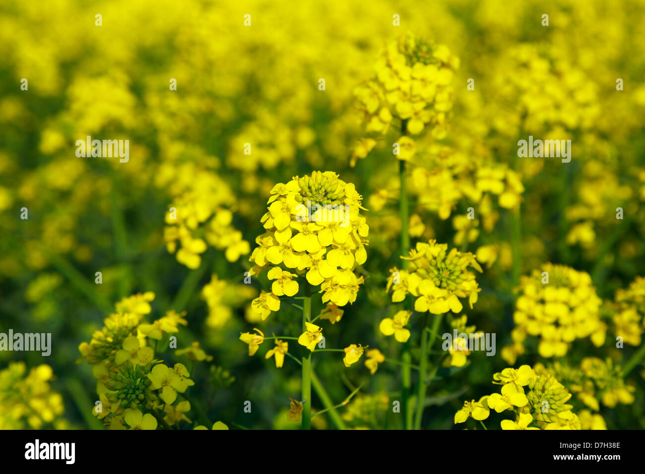 Rapeseed flowers in a field in Northamptonshire, England Stock Photo ...