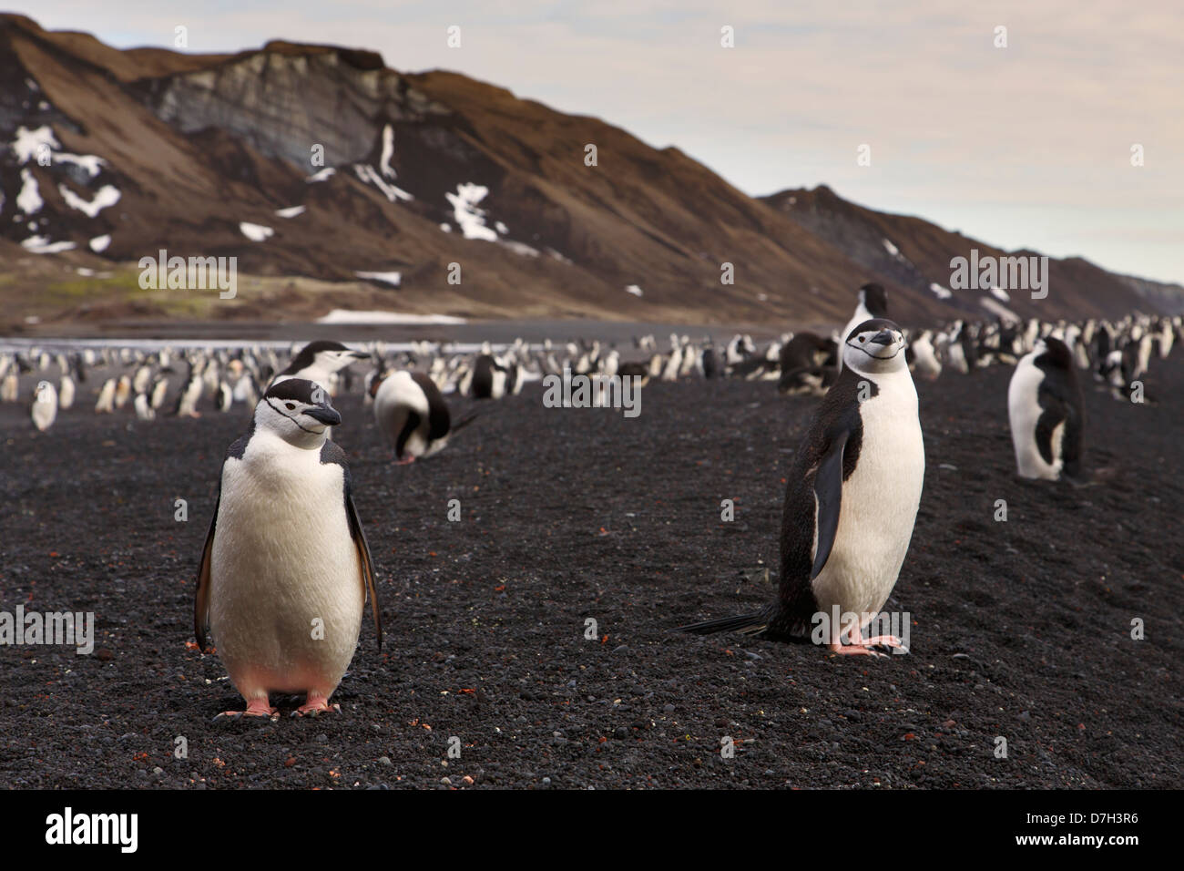Chinstrap Penguin (Pygoscelis antarctica) colony, Baily Head, Deception ...