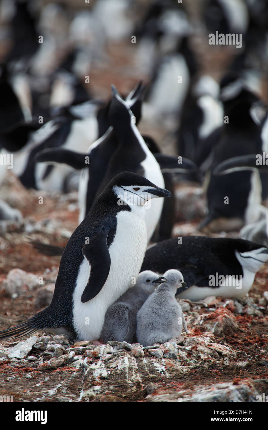 Chinstrap Penguin (Pygoscelis antarctica) colony, Baily Head, Deception ...