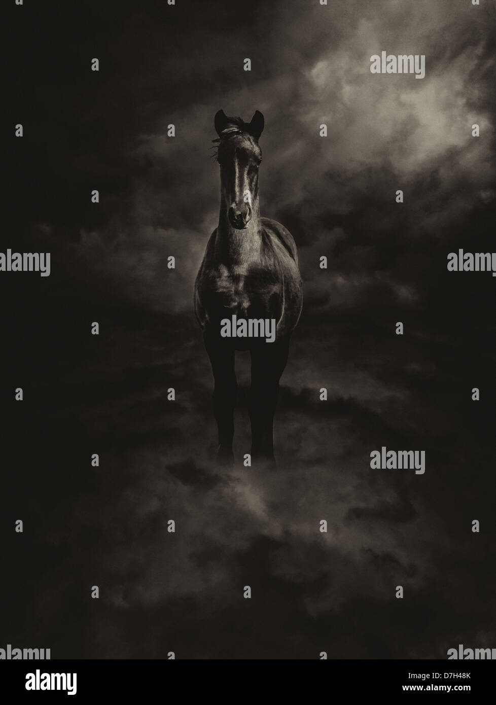 Sepia Toned Black and White Pegasus Steed Standing in Clouds Stock ...