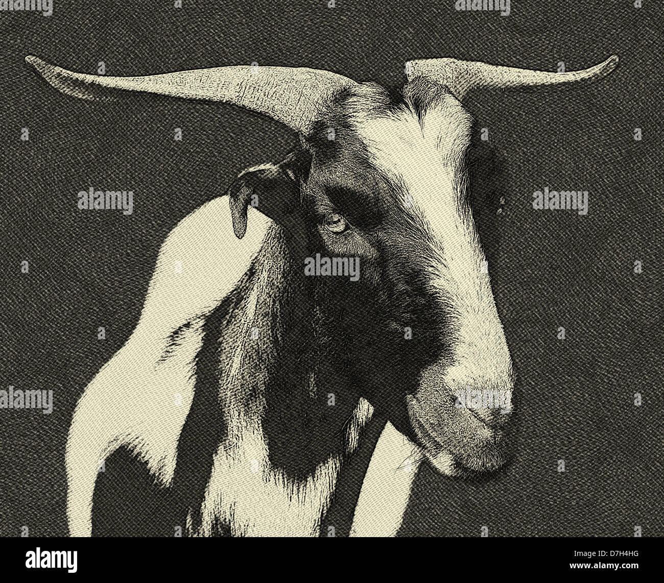 Veld Goat High Resolution Stock Photography and Images - Alamy