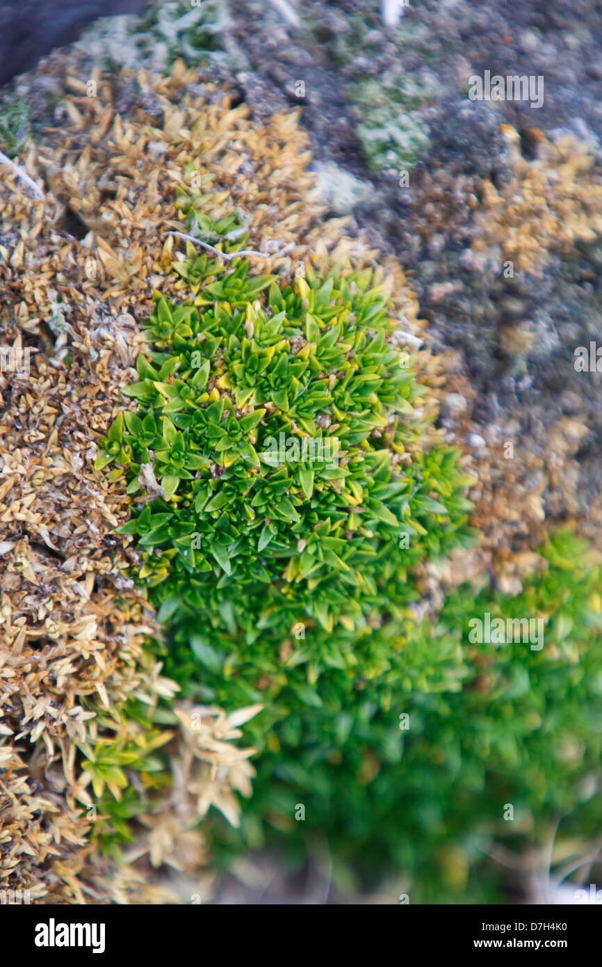 Moss Hannah Point, Livingston Island Antarctica Stock Photo - Alamy