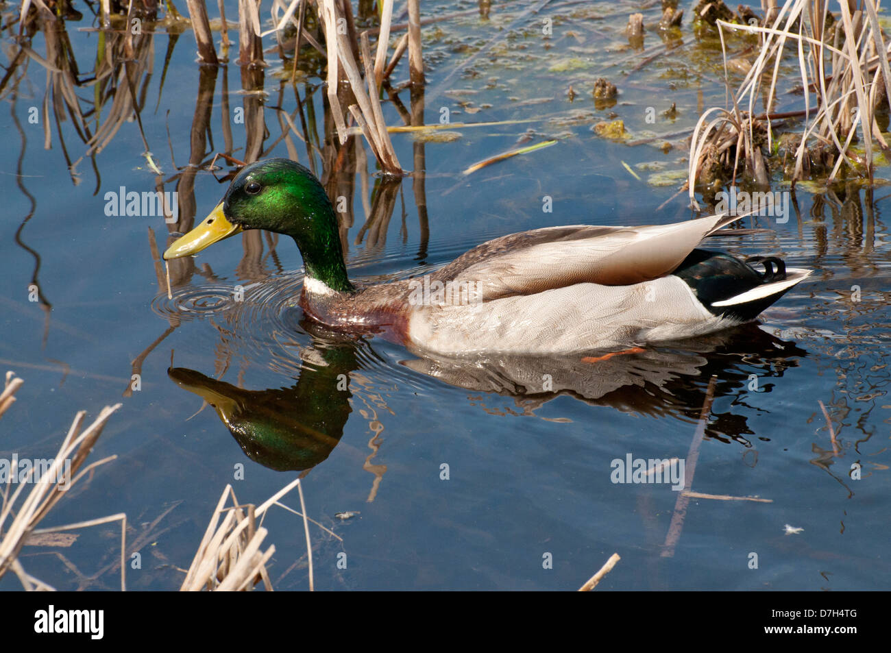 A male Mallard Duck Stock Photo - Alamy