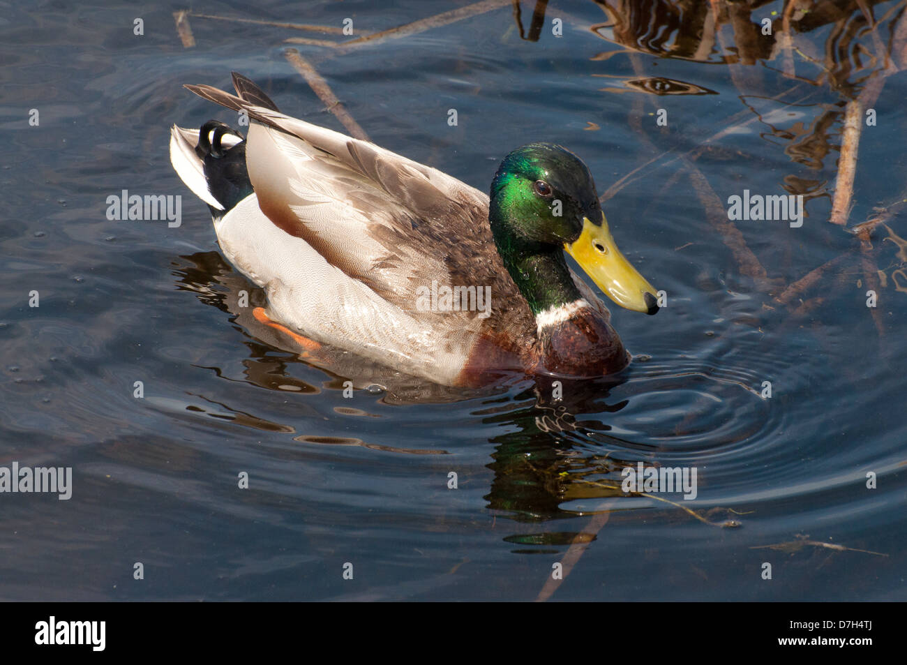 A male Mallard Duck Stock Photo - Alamy
