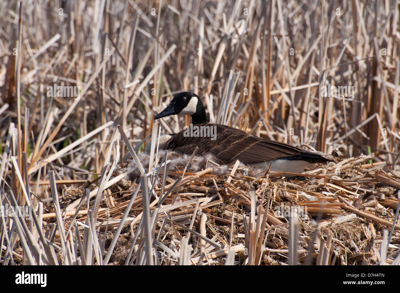 A Canada Goose sitting on her nest Stock Photo - Alamy