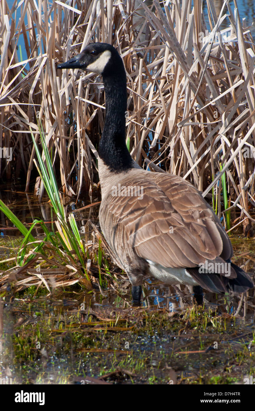 A Canada Goose in a marsh Stock Photo - Alamy