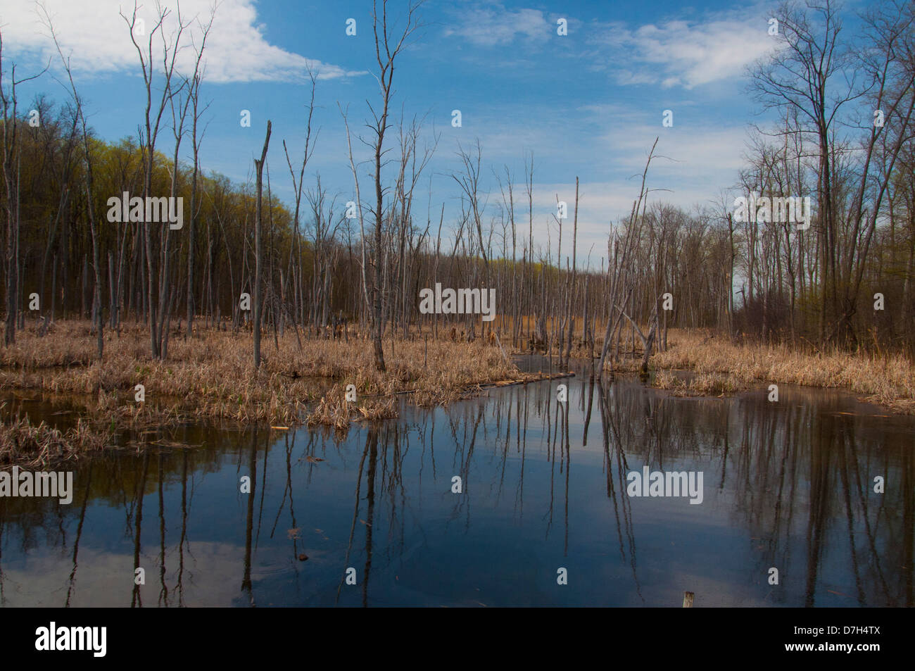 Bizard hi-res stock photography and images - Alamy