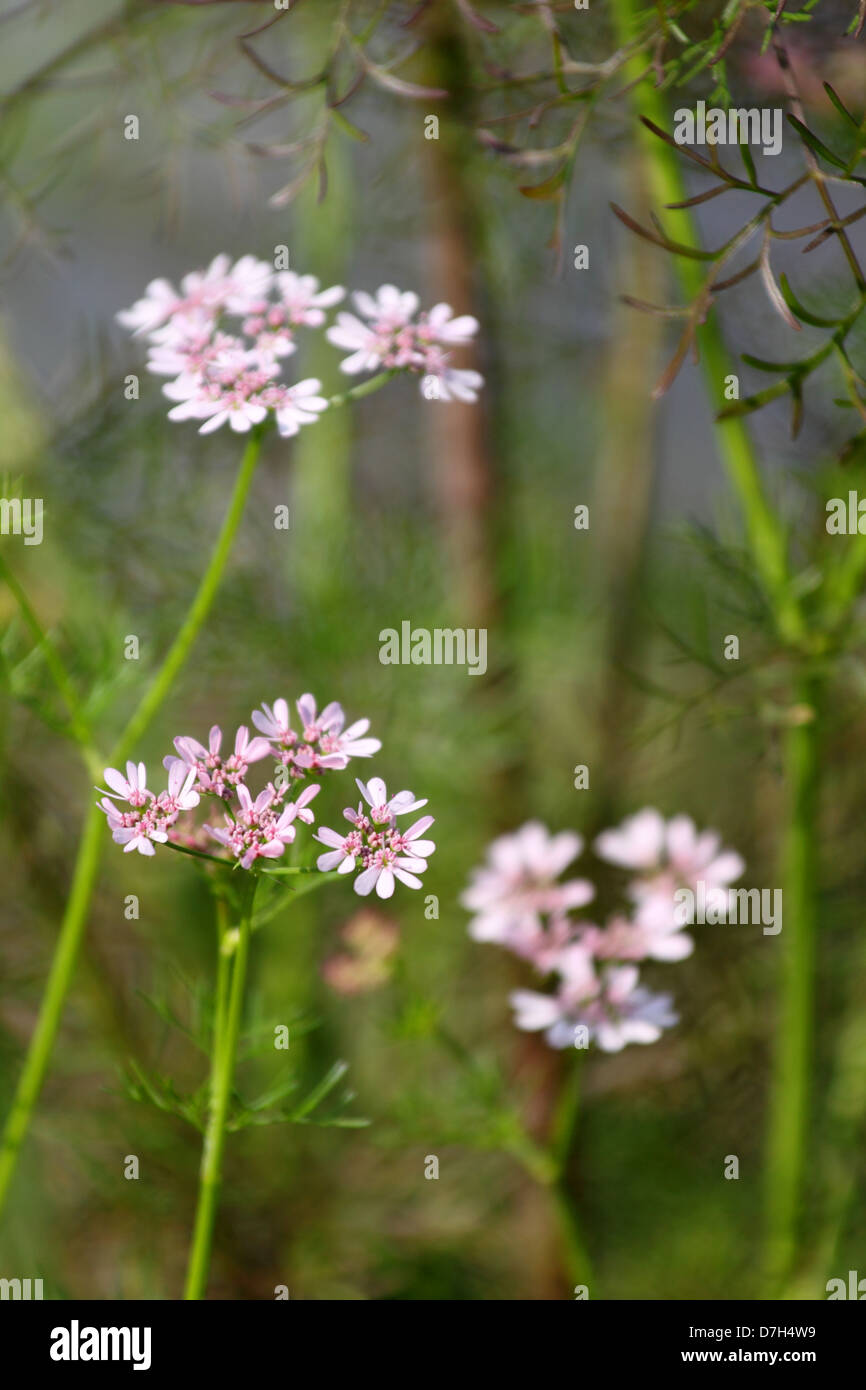 Close up of Coriander flower Stock Photo - Alamy