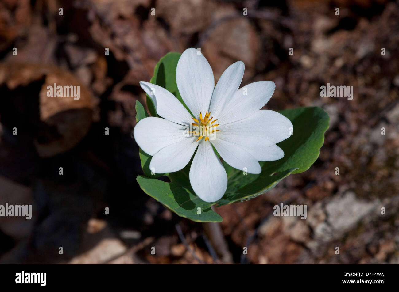 A white spring flower Stock Photo - Alamy