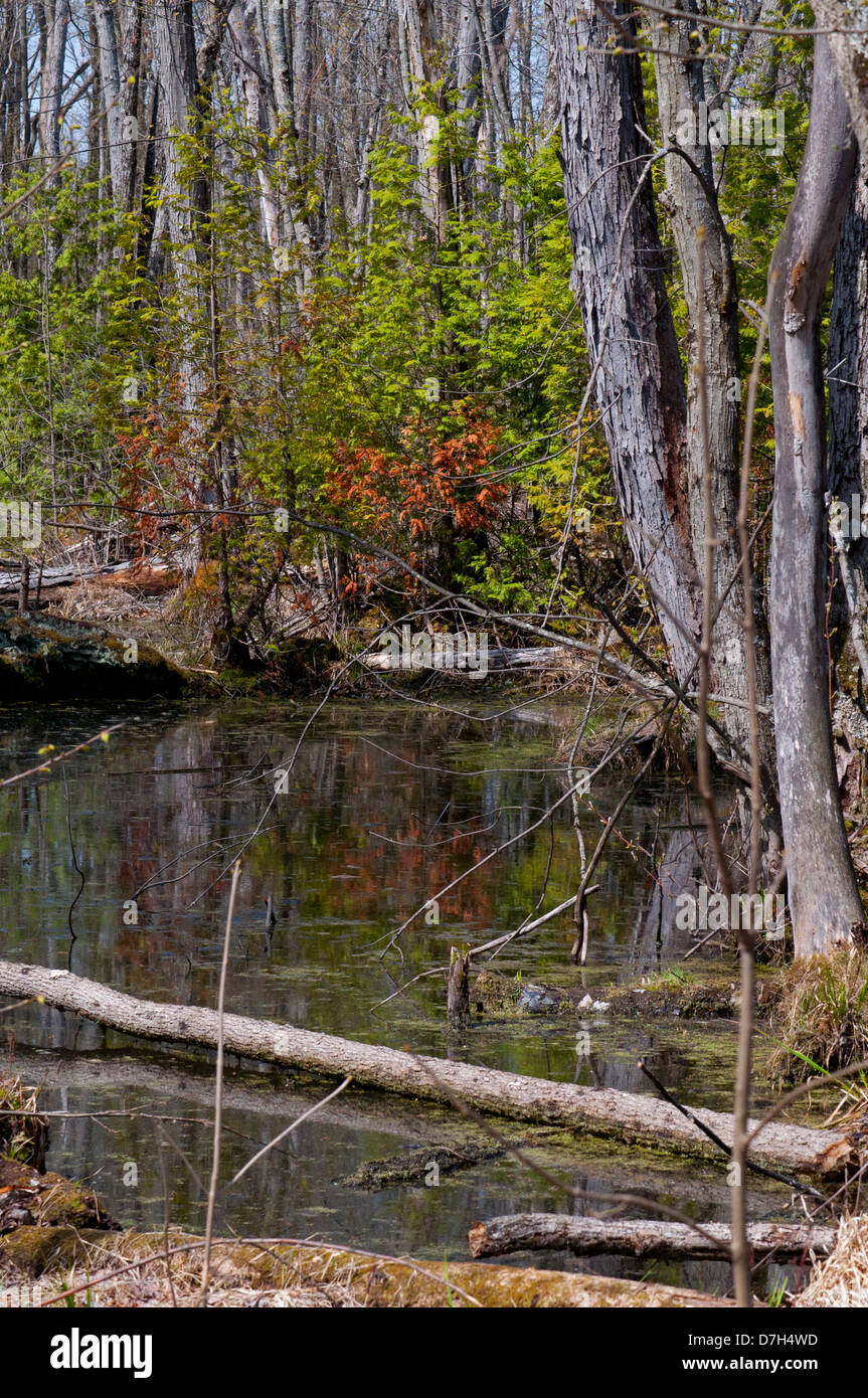 A view of the Ile Bizard marsh Stock Photo - Alamy