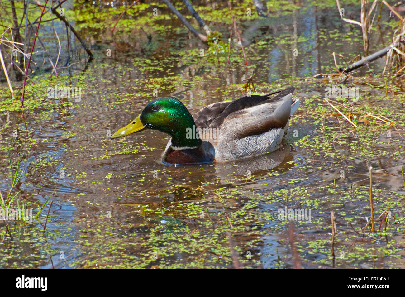 A male Mallard Duck Stock Photo - Alamy