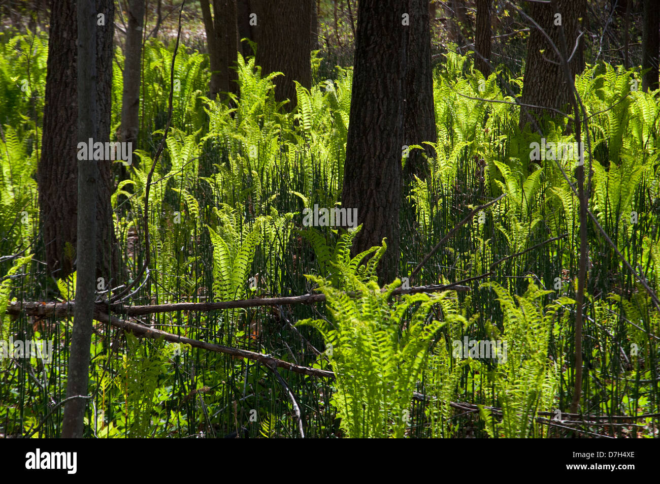 Light playing on ferns in spring Stock Photo - Alamy