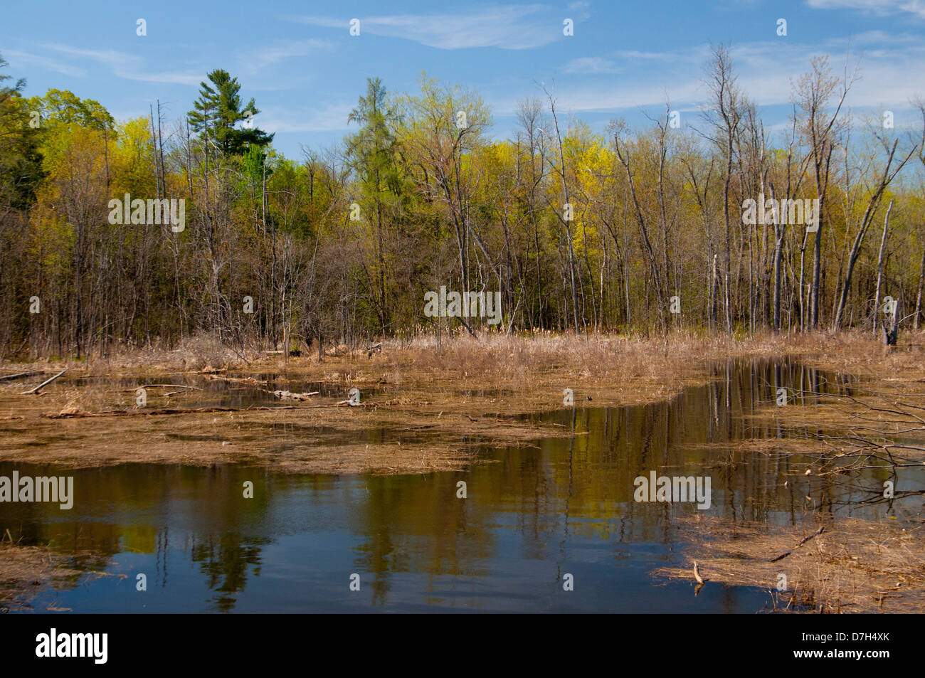 Marsh near the Ottawa River, Hudson, Quebec Stock Photo - Alamy