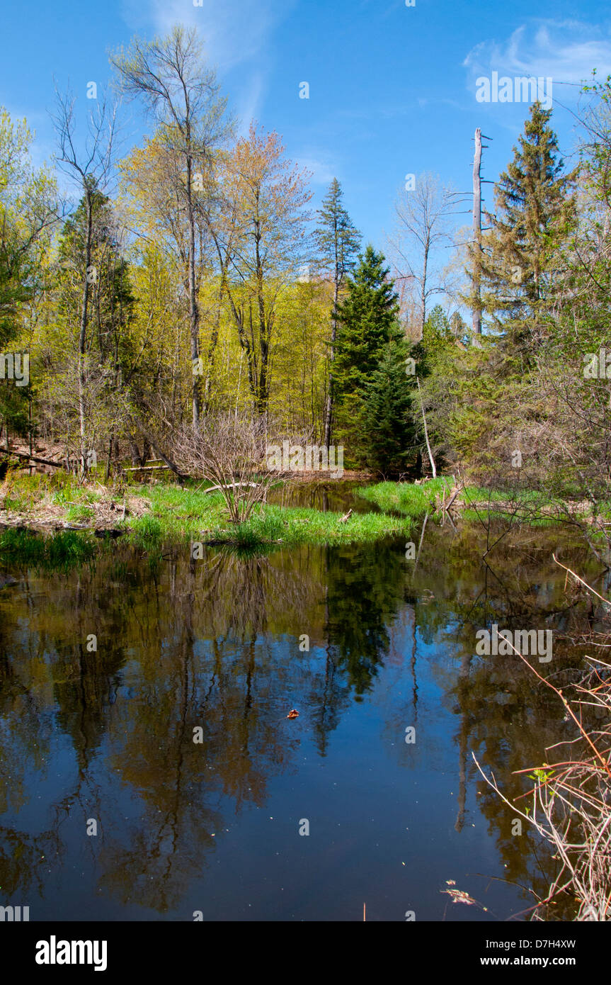 A stream in woodlands, Hudson, Quebec Stock Photo - Alamy