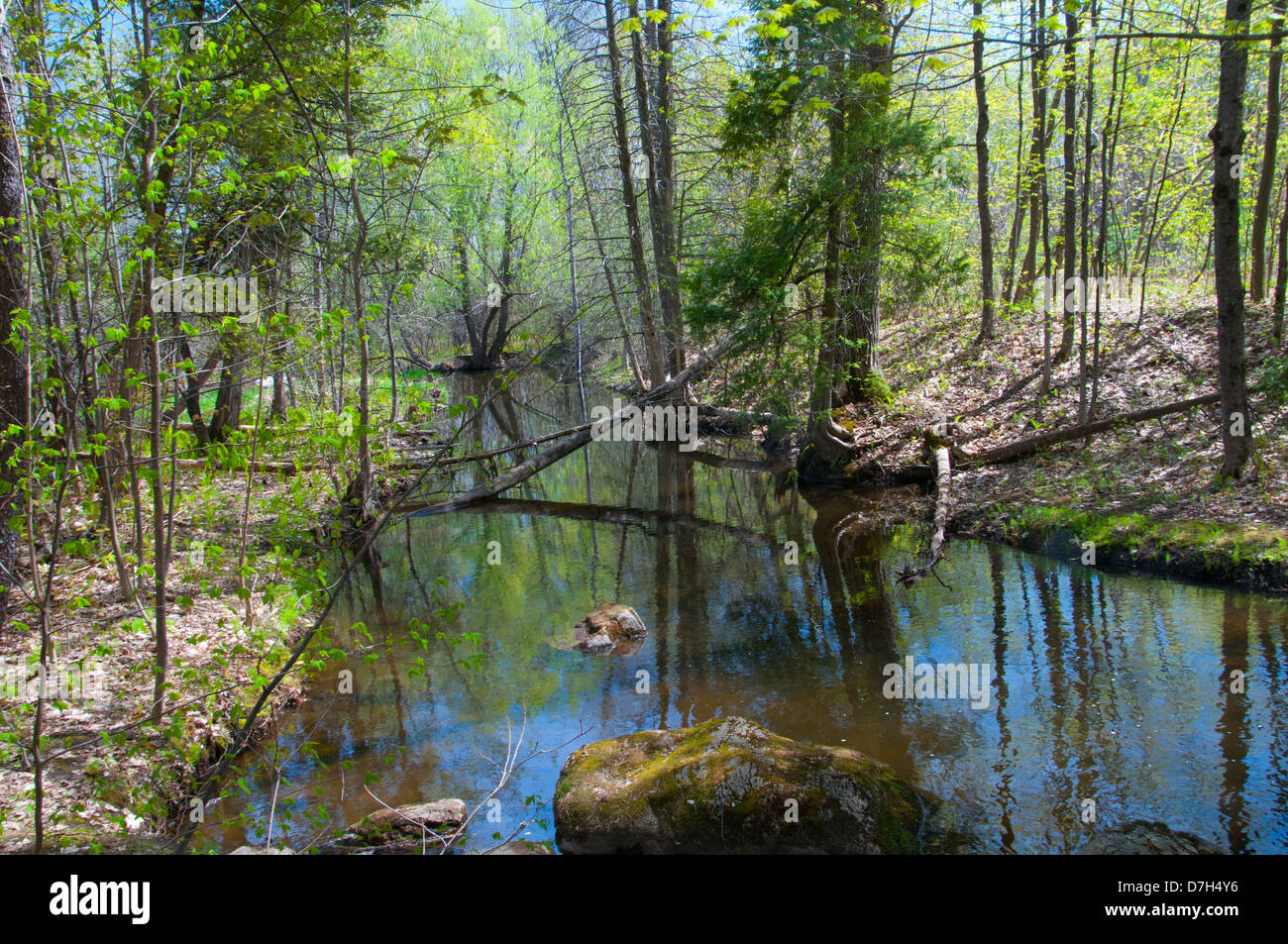 A stream in woodlands, Hudson, Quebec Stock Photo - Alamy