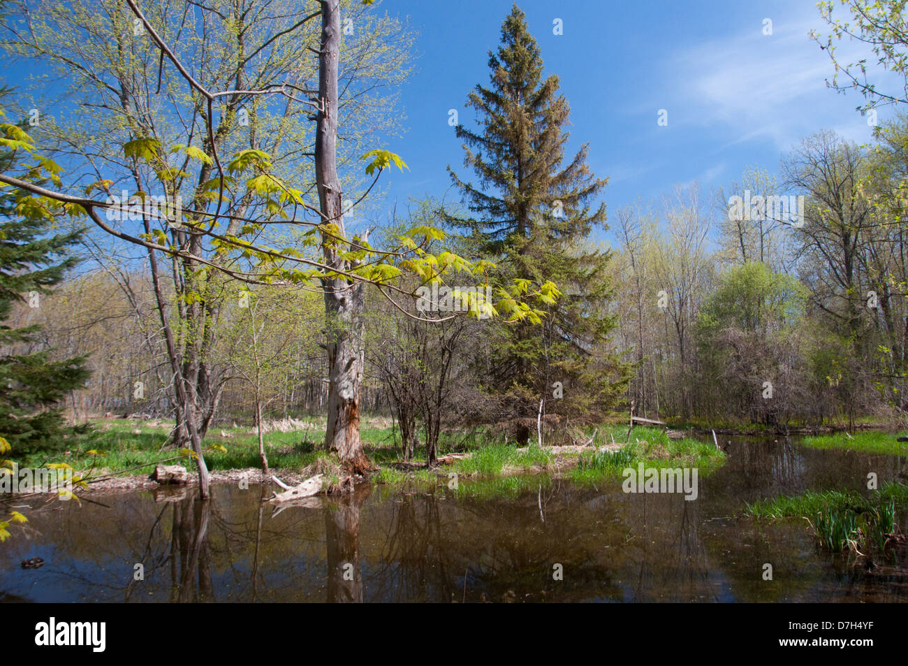 A stream in woodlands, Hudson, Quebec Stock Photo - Alamy