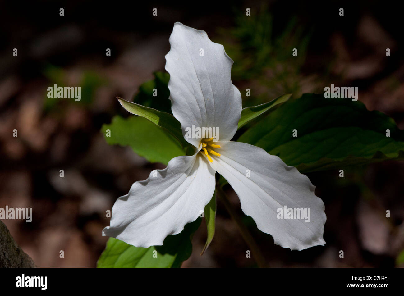 Great White Trillium Stock Photos & Great White Trillium Stock Images ...