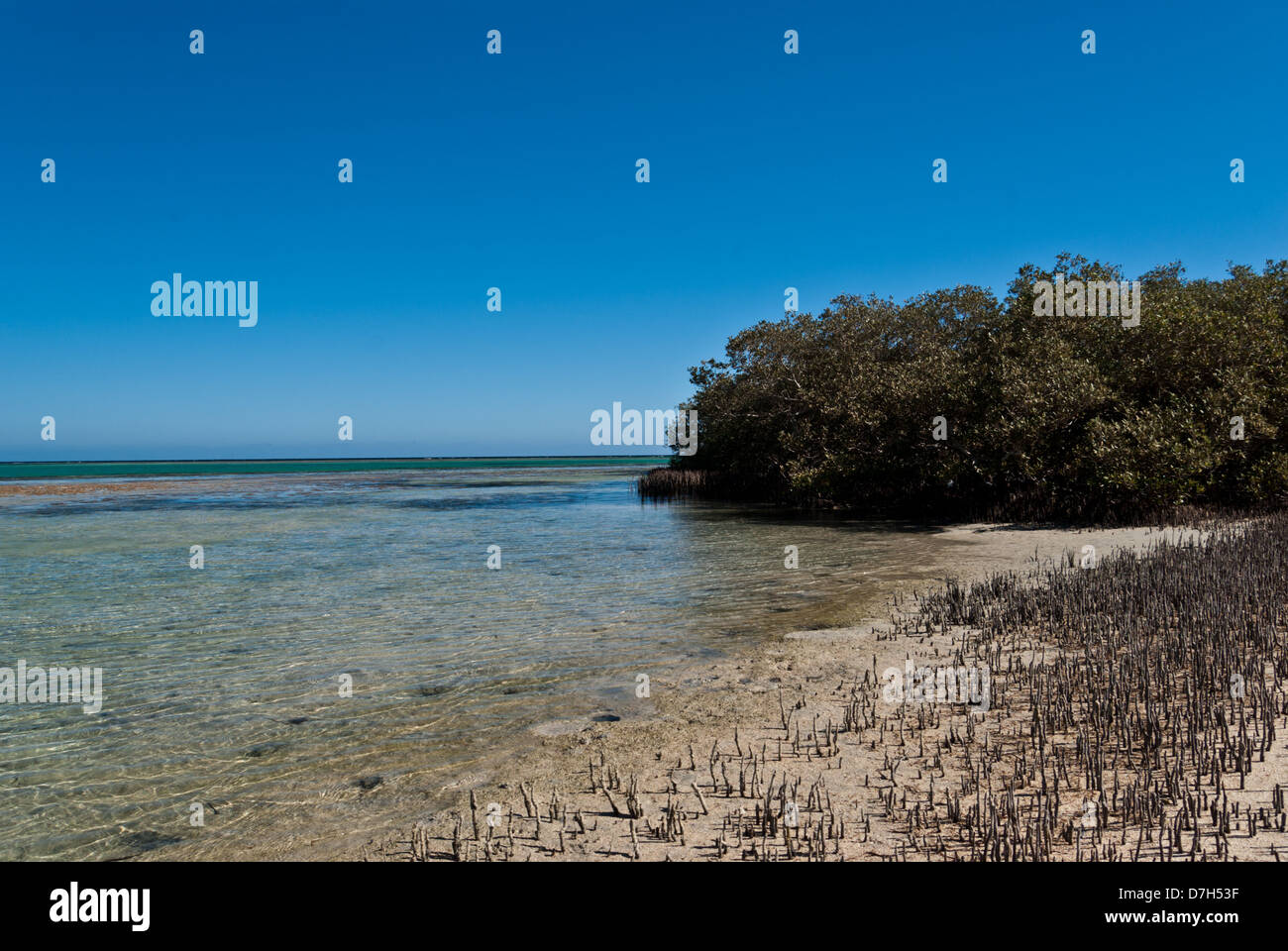 Grey Mangroves at the Red Sea near Hamata, Egypt Stock Photo - Alamy