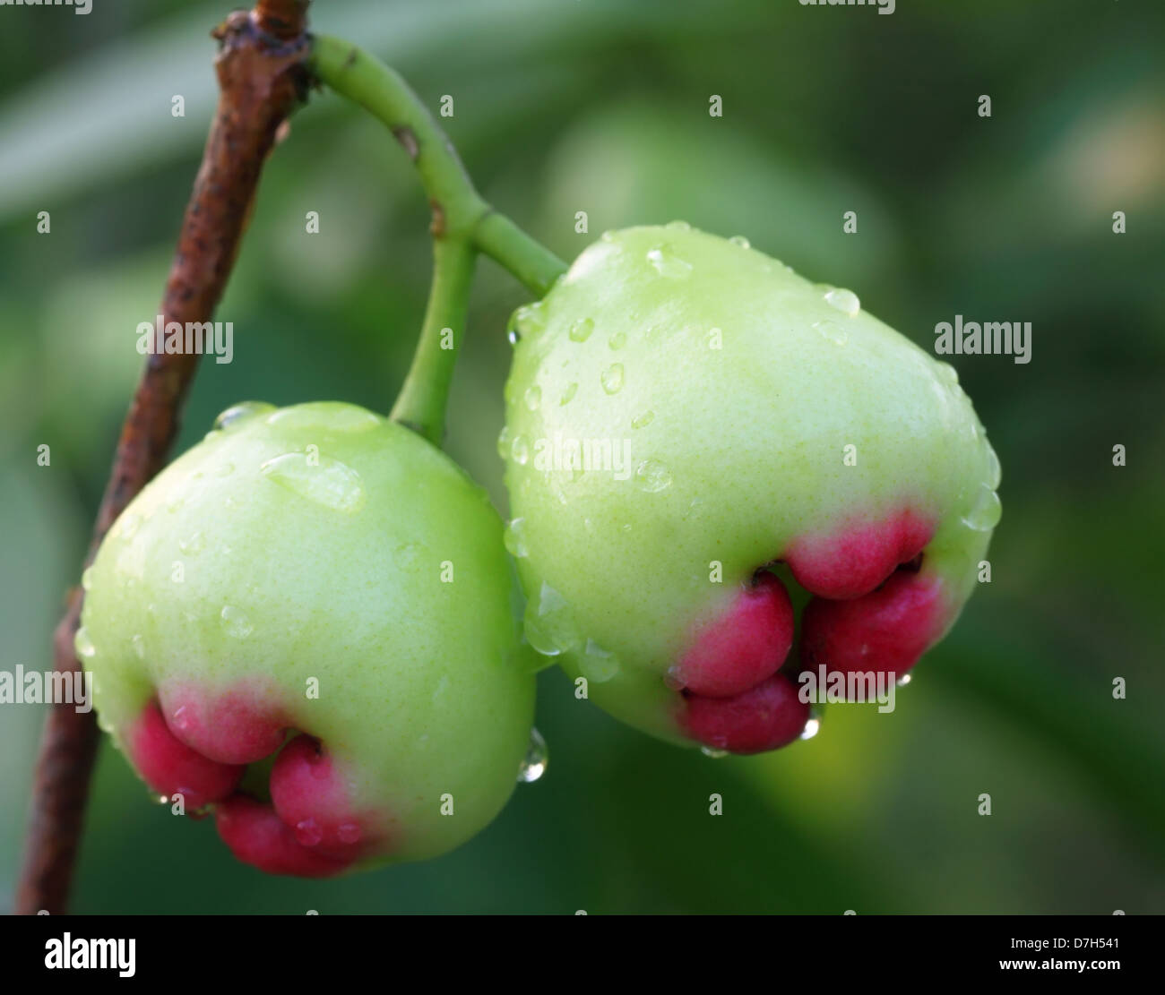 Fresh water apple or rose apple Stock Photo - Alamy