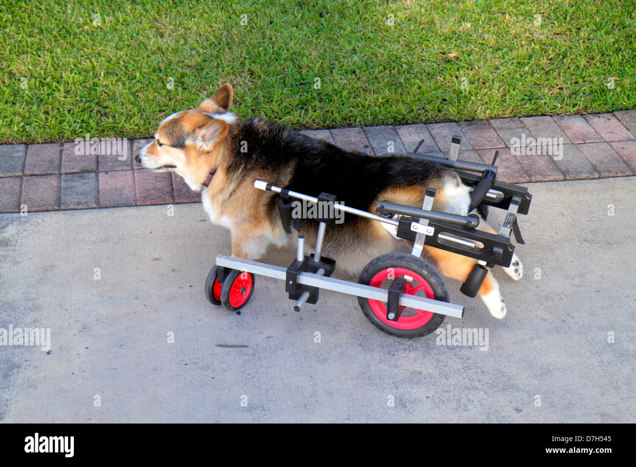 Degenerative myelopathy hi-res stock photography and images - Alamy