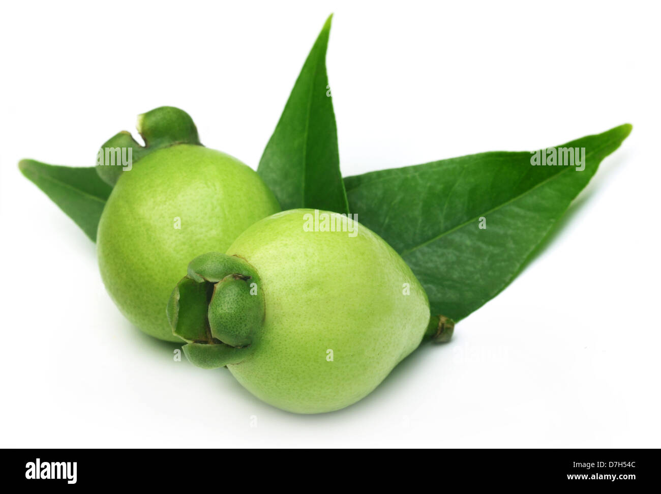 Syzygium jambos hi-res stock photography and images - Alamy