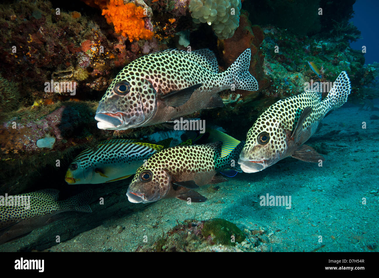 Many spotted sweetlips fish hi-res stock photography and images - Alamy